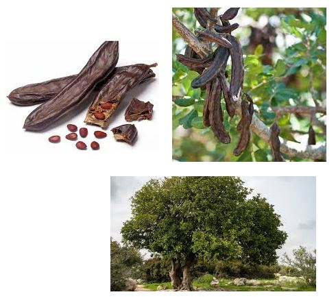 Quando la leguminosa è un albero: il carrubo. | AIAB FVG